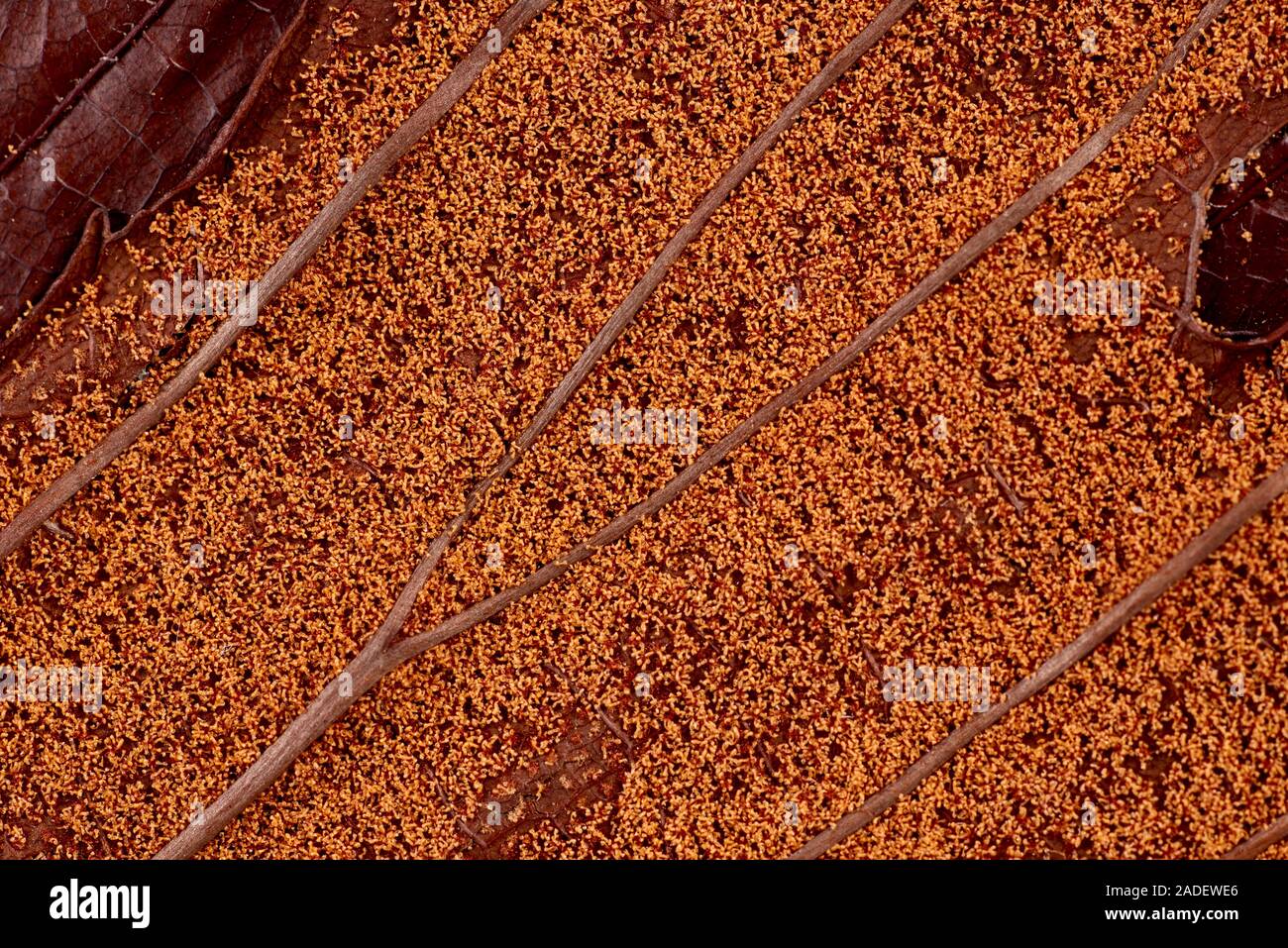 Dipteris conjugate fern specimen. Dipteris conjugate belongs to a ...