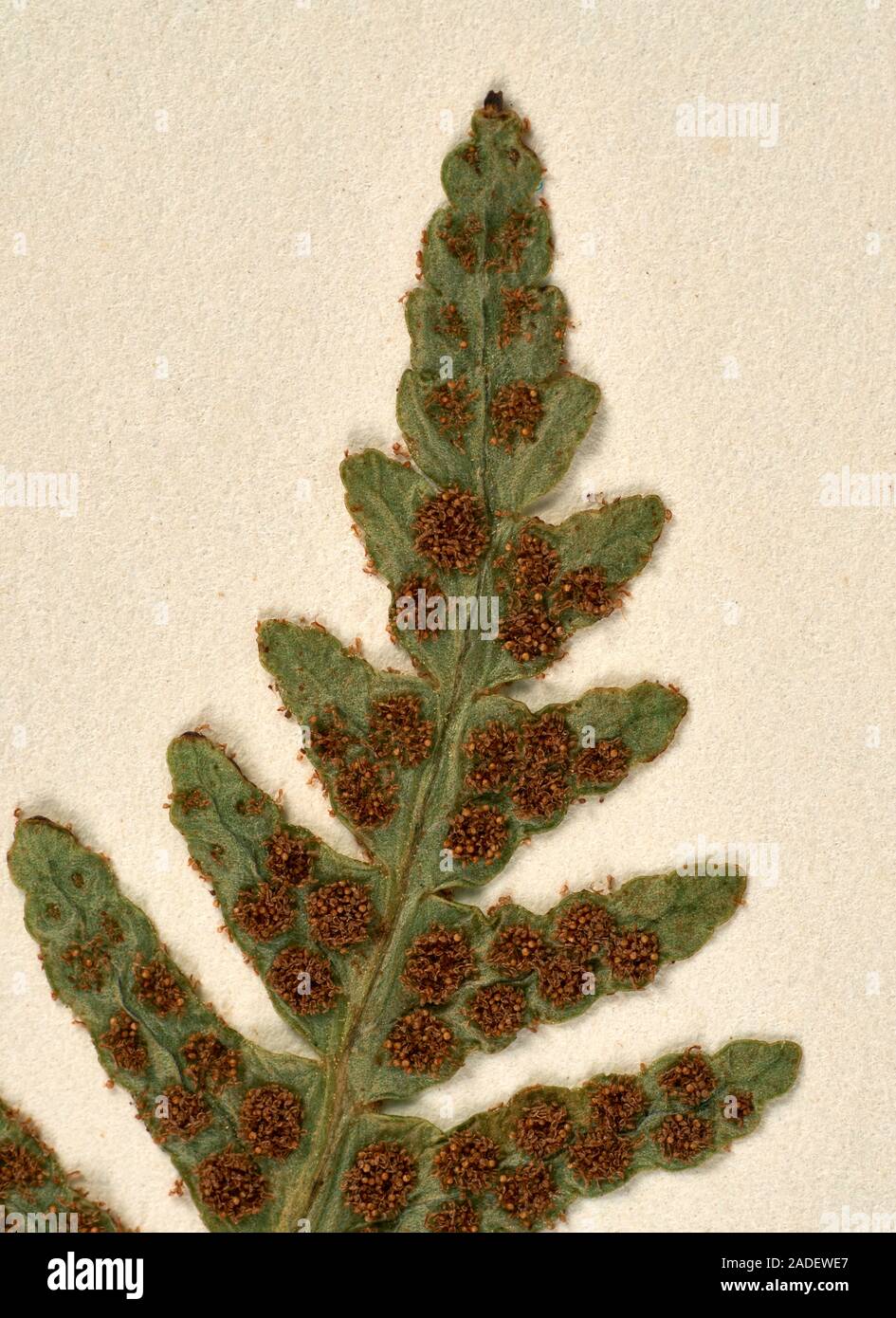 Dipteris conjugate fern specimen. Dipteris conjugate belongs to a ...