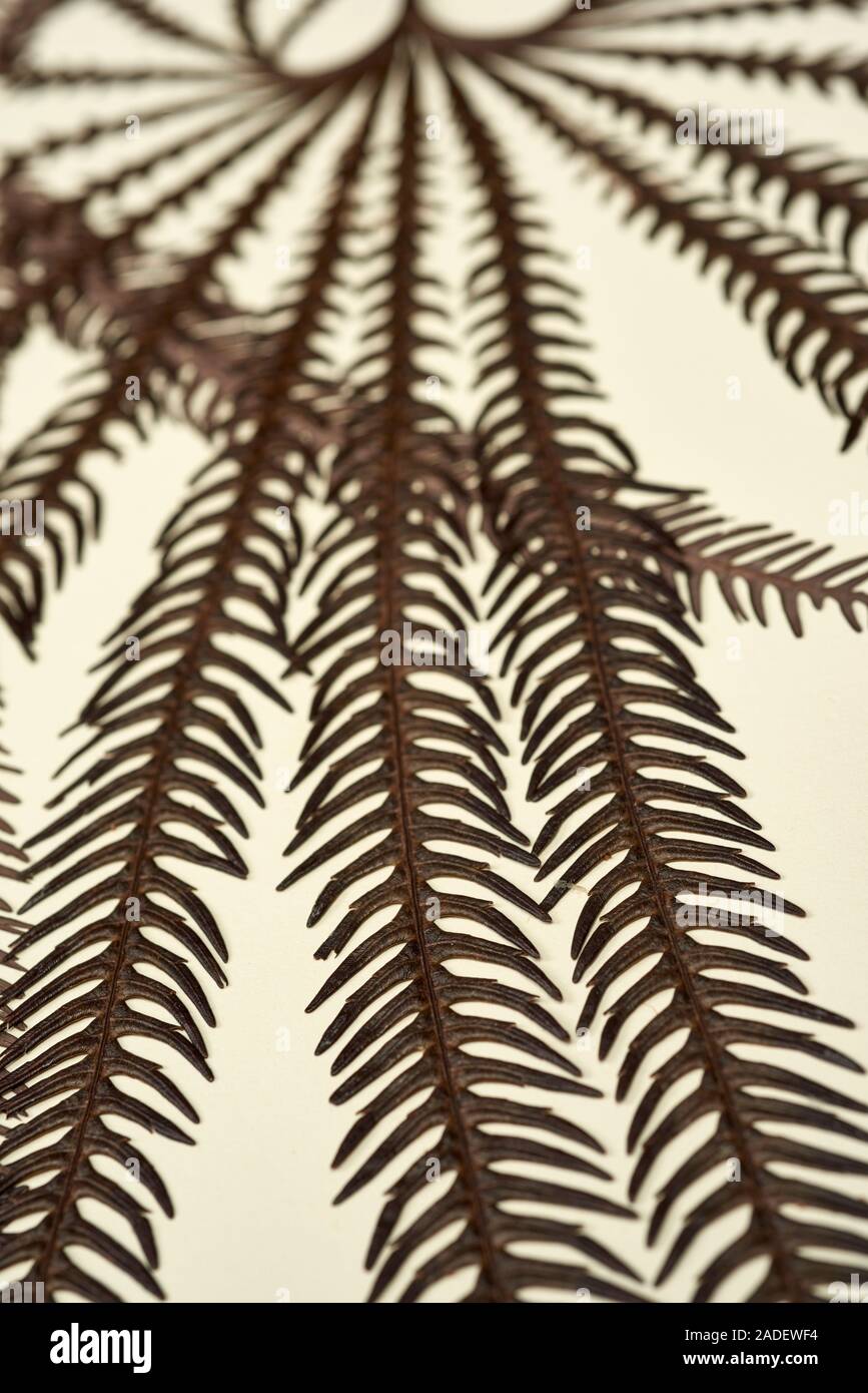 Matonia pectinata fern specimen. Today Matonia pectinata can be found ...