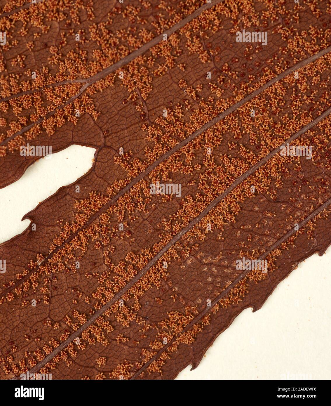 Dipteris conjugate fern specimen. Dipteris conjugate belongs to a ...