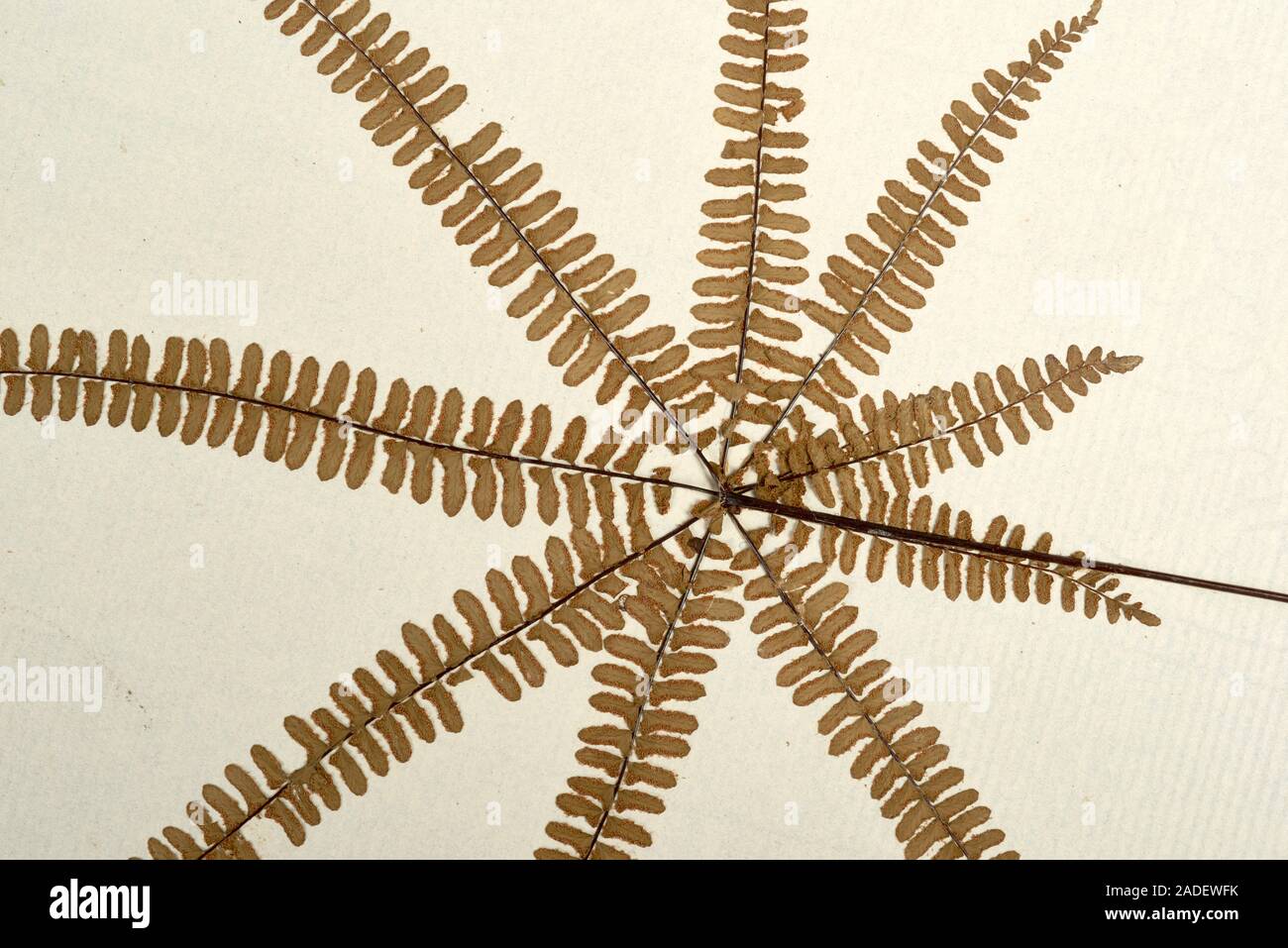 Adiantopsis radiata fern specimen. These fern specimens were collected ...
