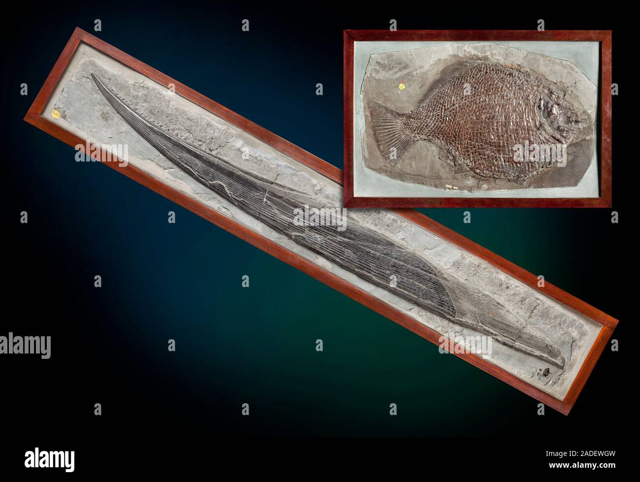 Fossil dorsal fin spine from a Hybodus delabechei shark. The specimen ...