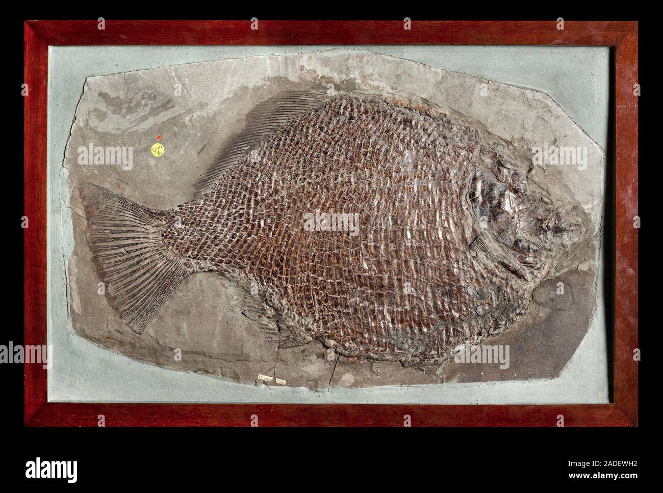 Dapedius granulatus fossil fish. Iconic fossil (ray-finned) fish from ...