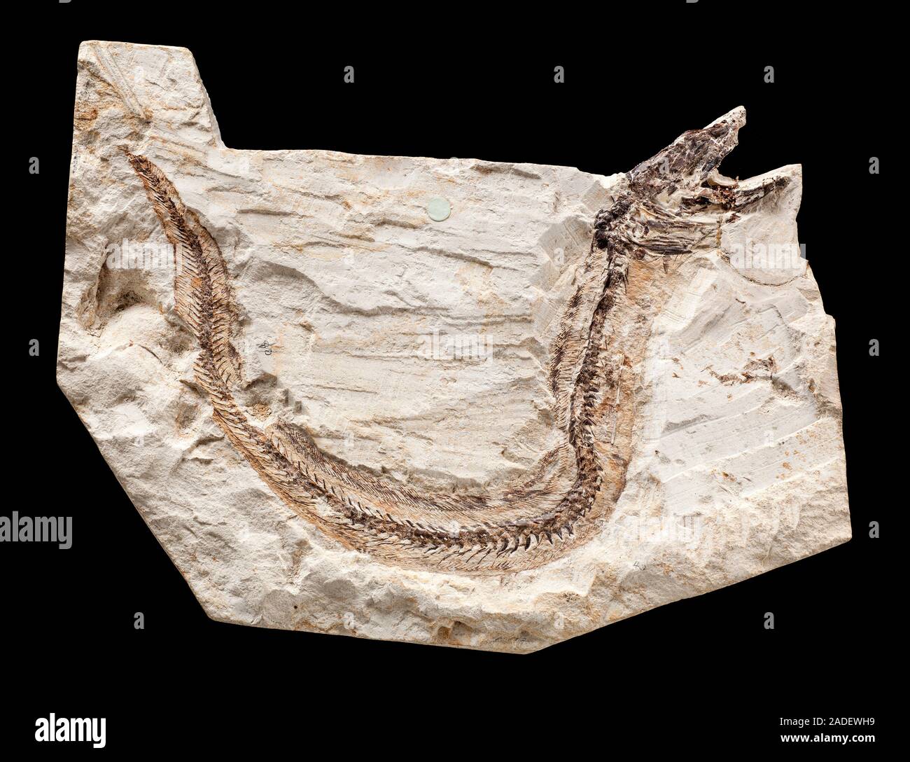 Urenchelys avus fossil eel. An extinct genus of eel from Lebanon. Upper ...