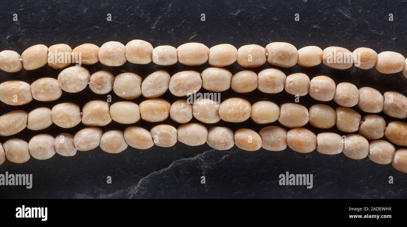 Native necklace made of fossil foraminifera (Alveolina) from Eocene ...