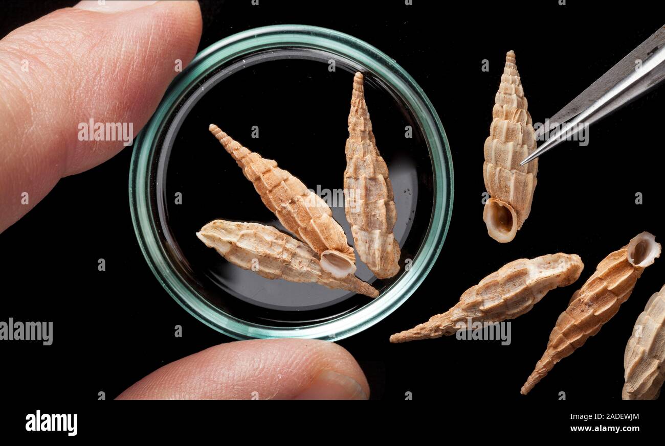 Land snail ( Praeclara) shells. Land snail whose shells hide in ...