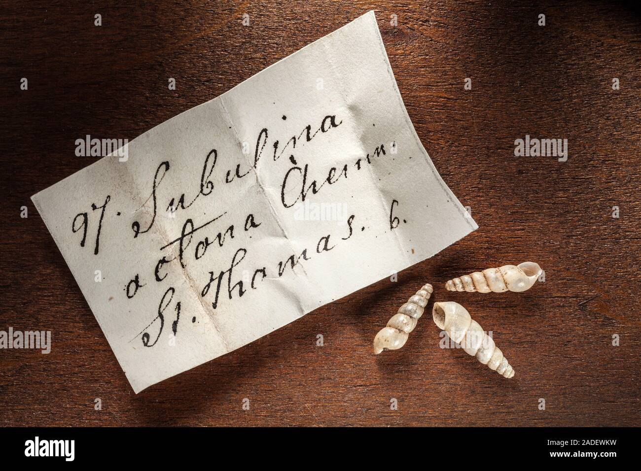 Land snail (Subulina octona) shells. A tropical land snail ...