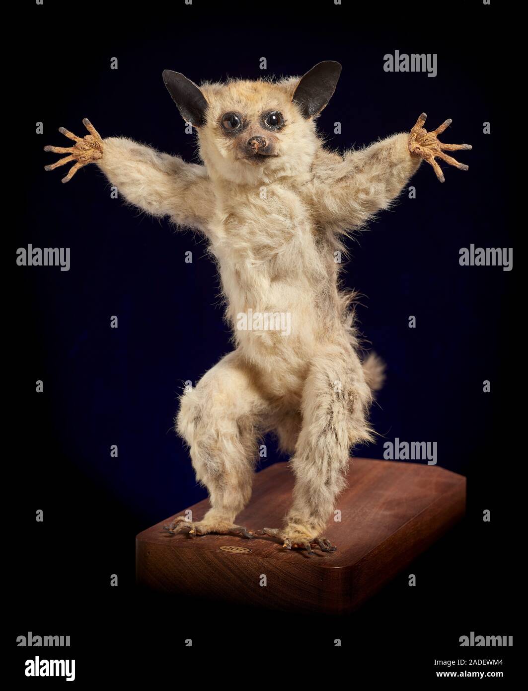 Brown greater galago (Otolemur crassicaudatus) specimen. Mounted ...