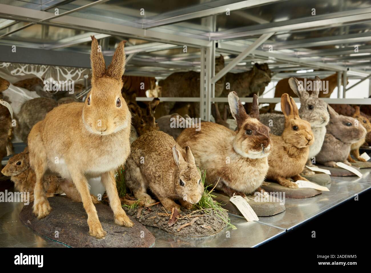 Taxidermy rabbit specimens Stock Photo - Alamy