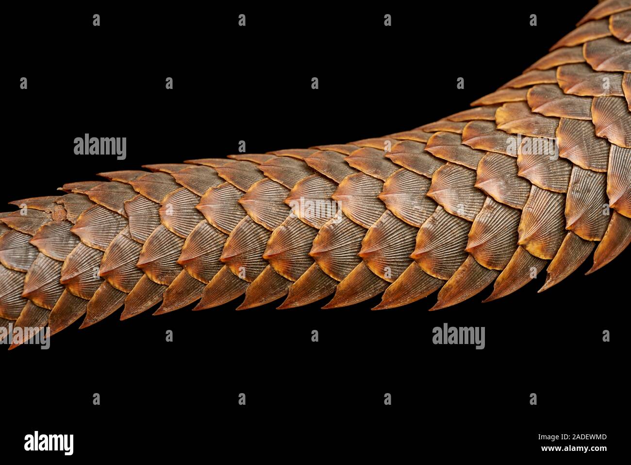 Pangolin (Manis sp.) specimen. Native to Asia. Pangolins have large keratin scales covering ...