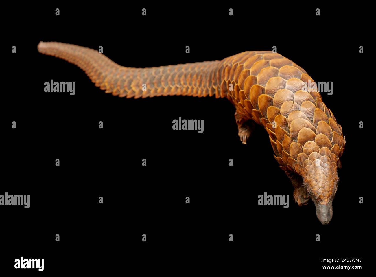Pangolin (Manis sp.) specimen. Native to Asia. Pangolins have large keratin scales covering ...