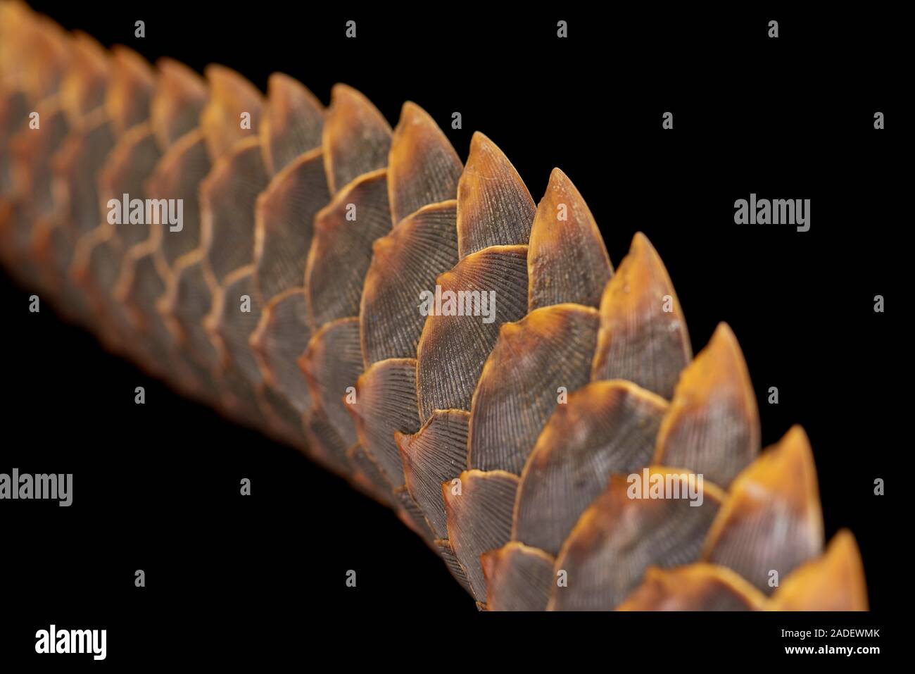 Pangolin (Manis sp.) specimen. Native to Asia. Pangolins have large keratin scales covering ...