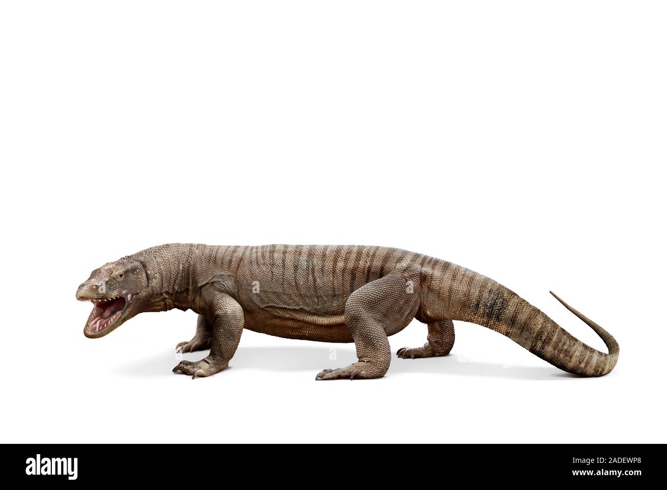 Megalania prisca lizard, illustration. M. prisca was a very large ...