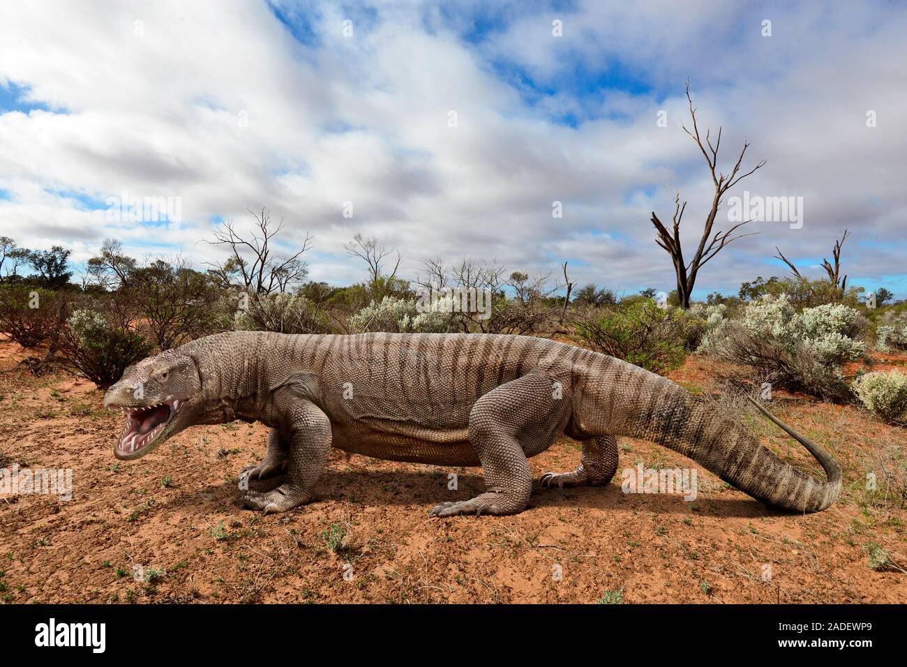 Megalania prisca lizard, illustration. M. prisca was a very large ...