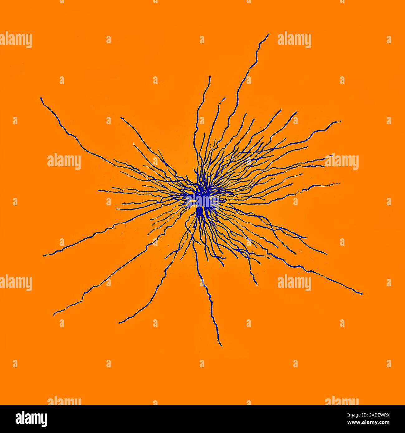 Illustration of an astrocyte cell from the spinal cord. Astrocytes are ...