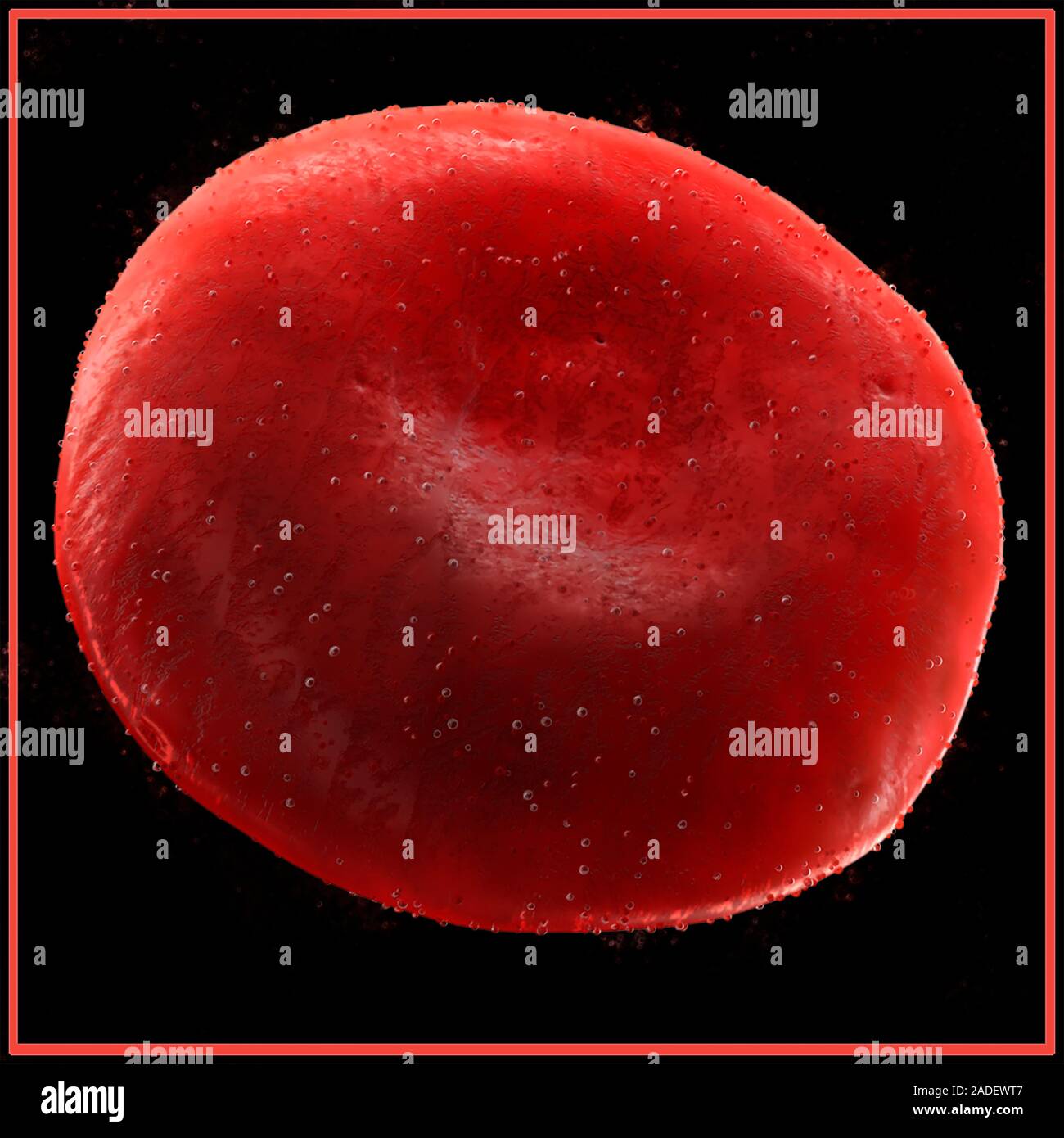 Red blood cell, illustration. Red blood cells are biconcave, giving ...