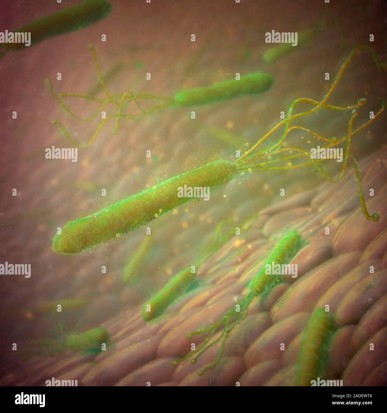 Helicobacter pylori bacteria, illustration. H. pylori is a Gram ...