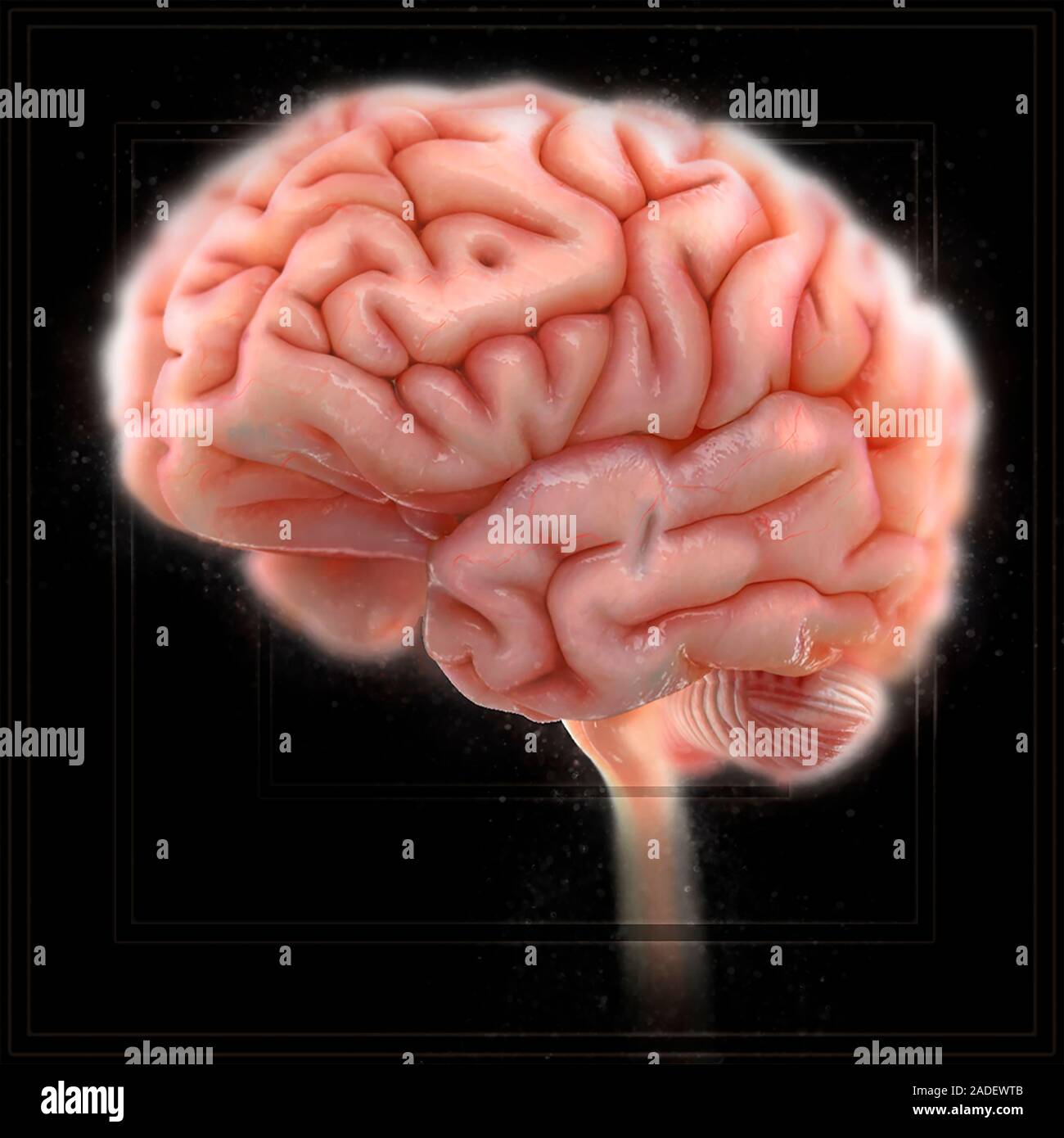 Human brain, illustration. The striped structure at bottom right is the ...