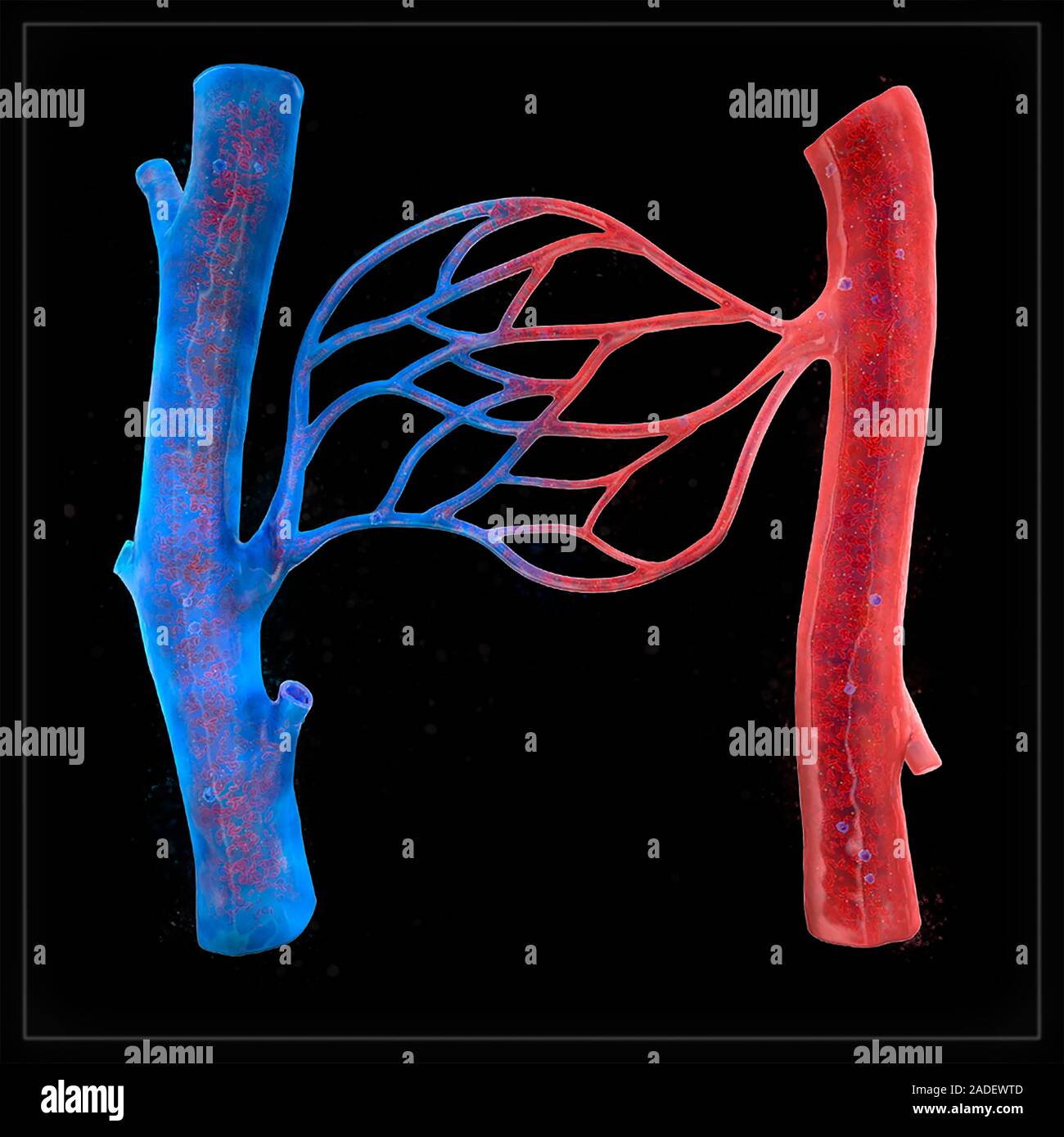 Microcirculation. Illustration showing the network of blood vessels ...