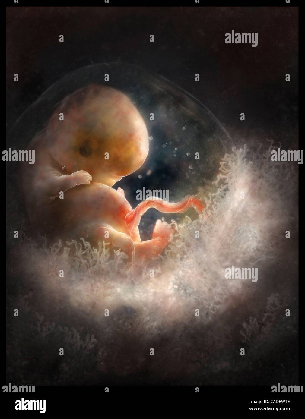 Foetus in womb, illustration. The foetus is enclosed in an amniotic sac ...