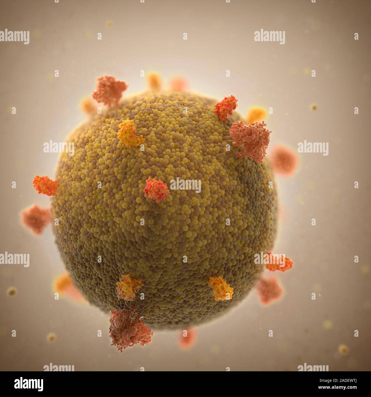 Illustration of a human immunodeficiency virus (HIV) particle, the ...