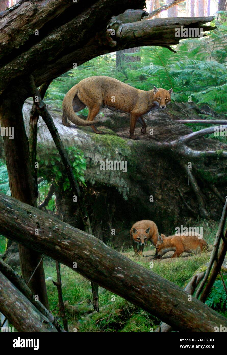 Prehistoric foxes (Hesperocyon gregarius). Computer illustration of ...