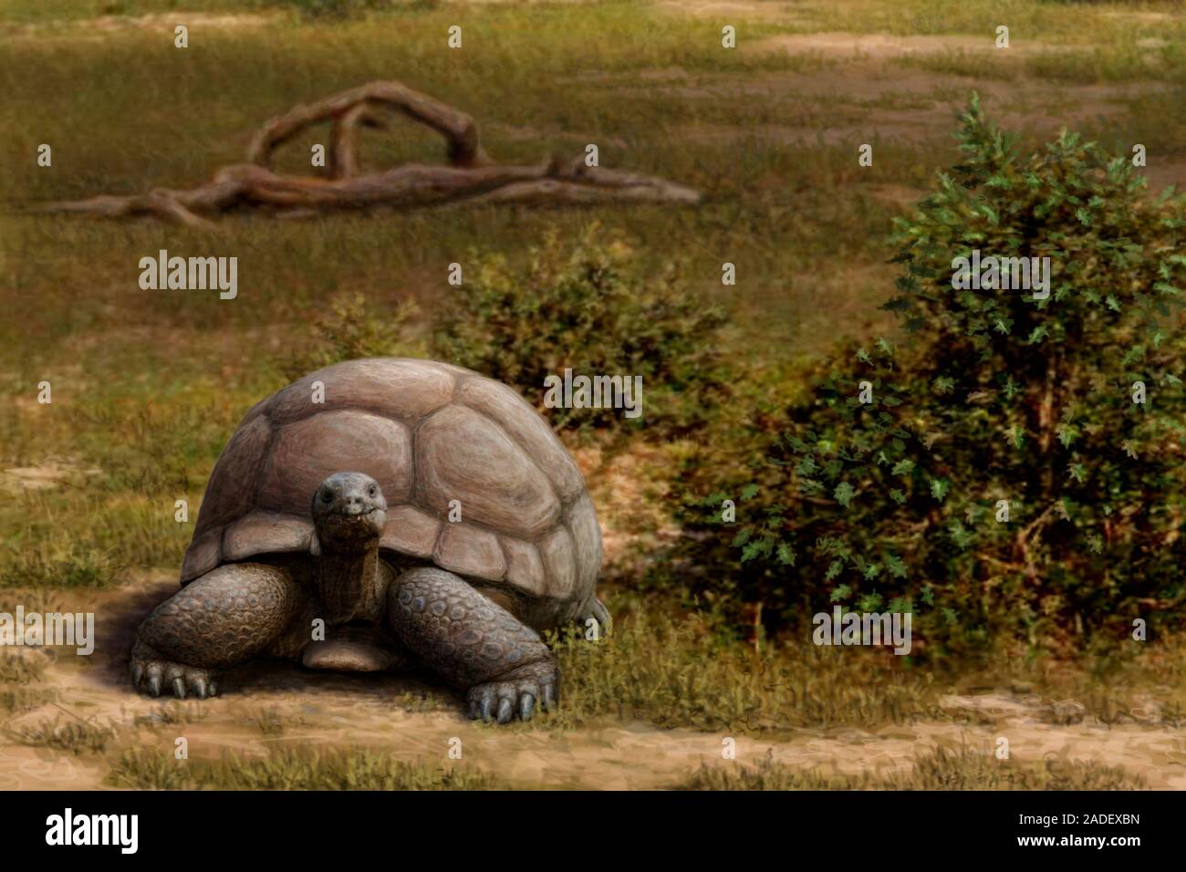 Prehistoric Tortoise
