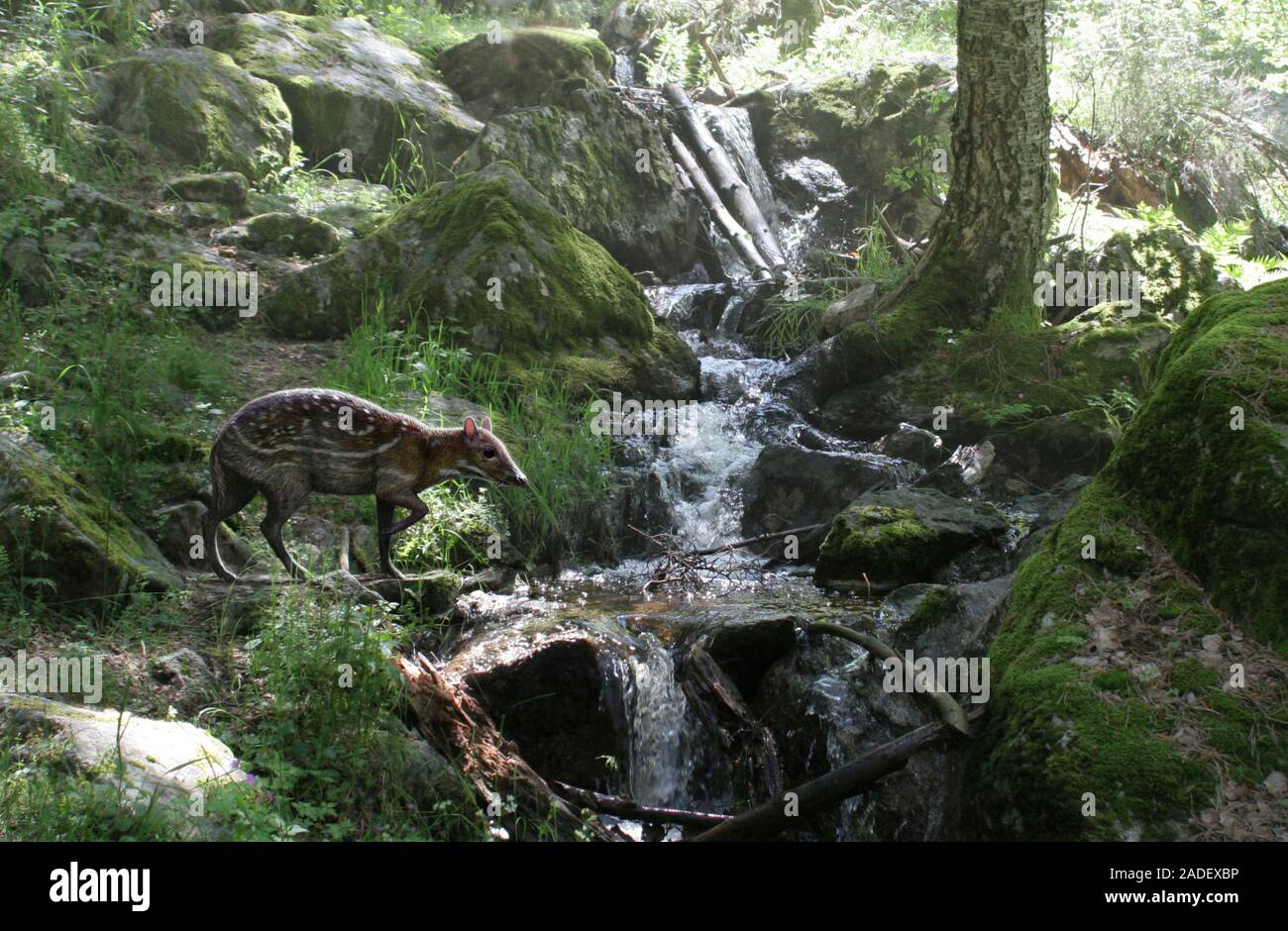 Prehistoric deer (Dorchatherium sp.). Computer illustration of an ...