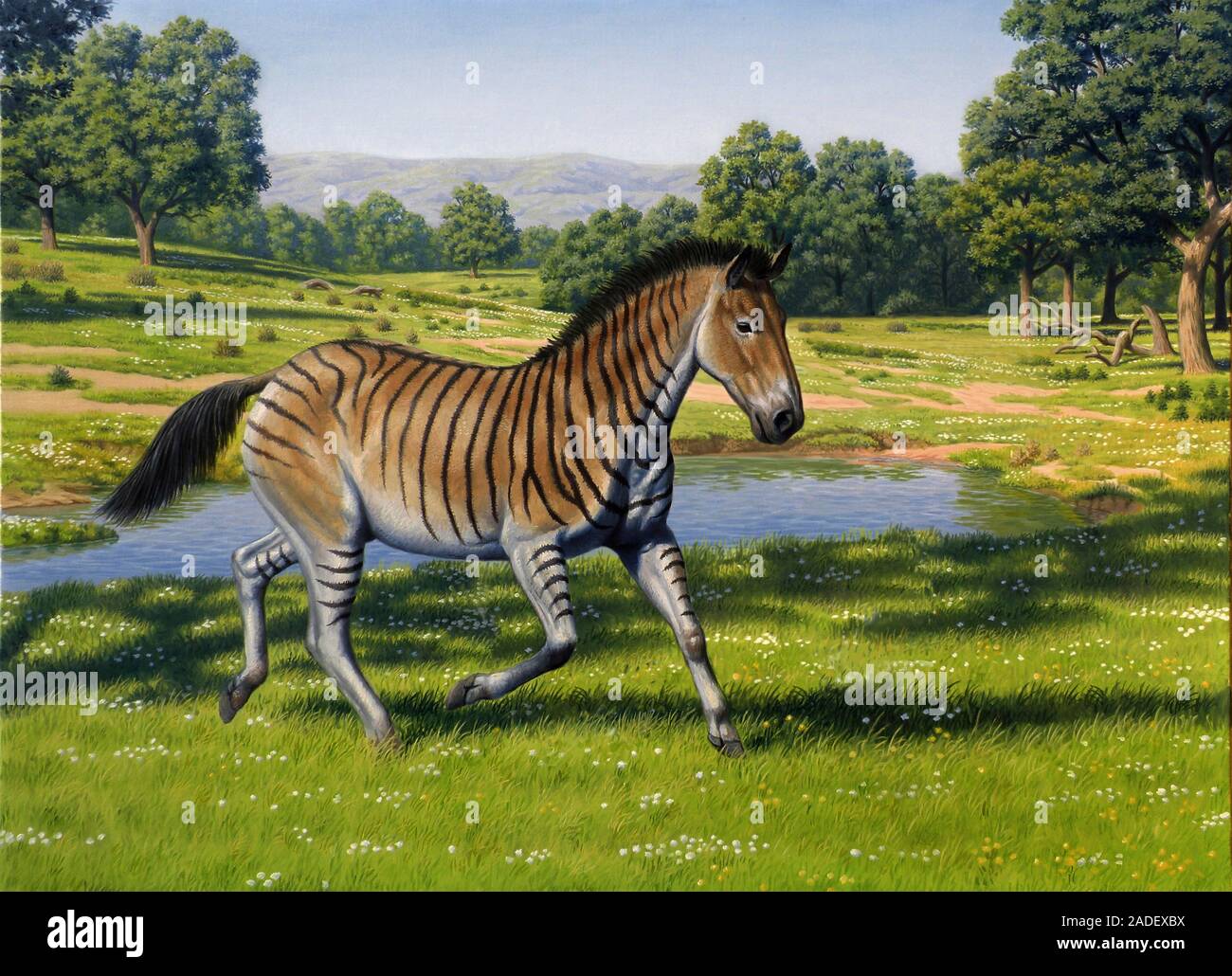 Prehistoric zebra (Hipparion primigenium). Computer illustration of a ...