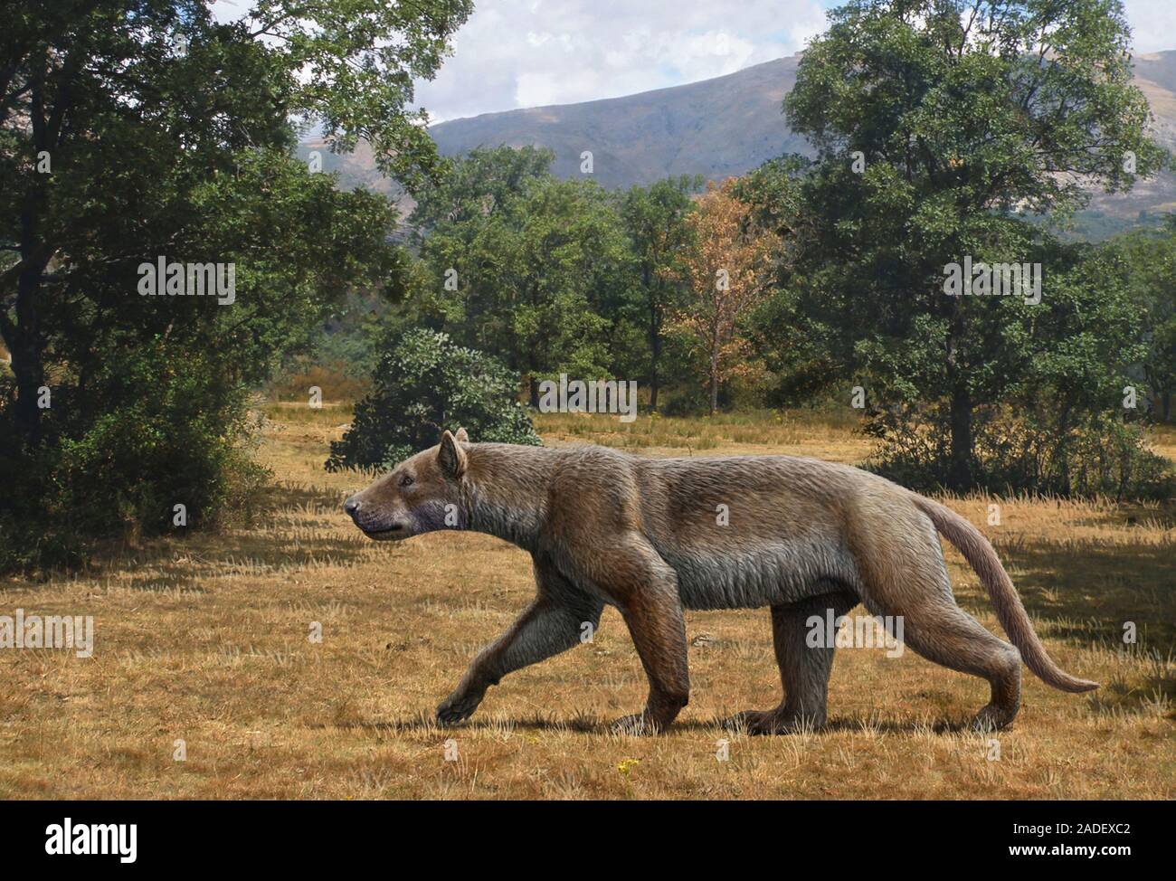 Prehistoric amphicyonid bear-dog. Computer illustration of a Magericyon ...