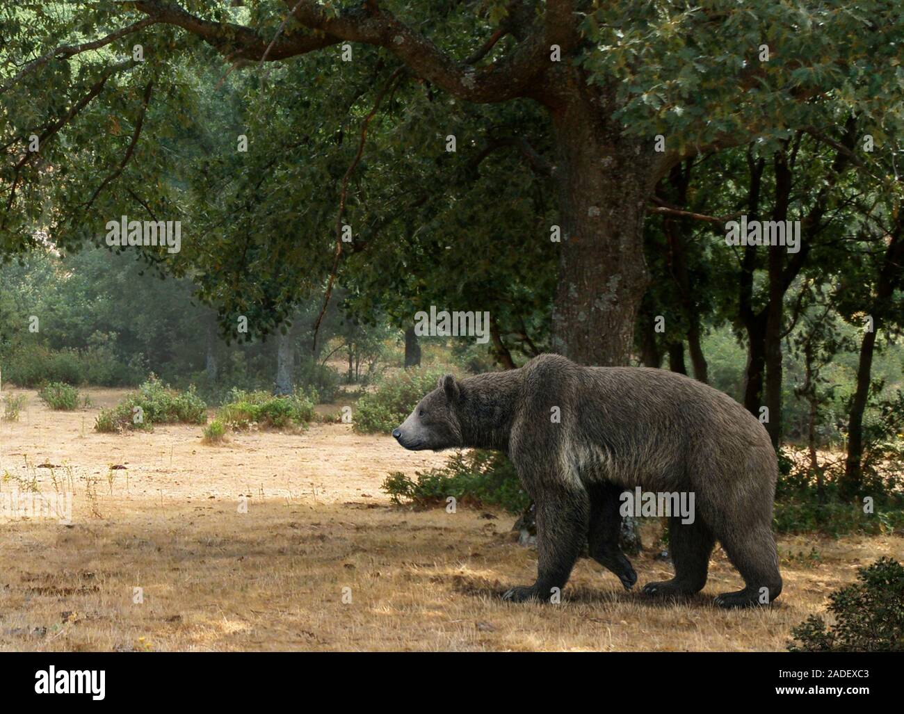 Prehistoric bear. Computer illustration of an Indarctos arctoides ...