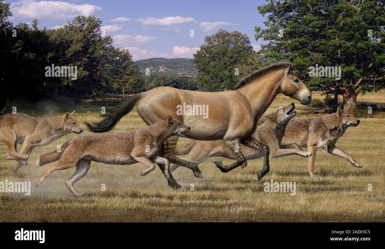 Prehistoric wolves chasing horse. Computer illustration of a pack of ...