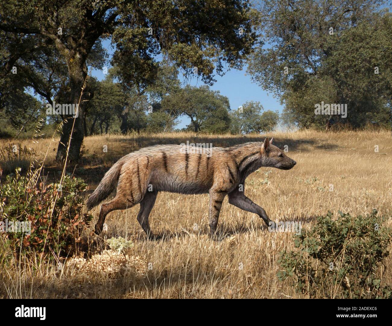 Prehistoric hyena (Protictitherium crassum). Computer illustration of a ...