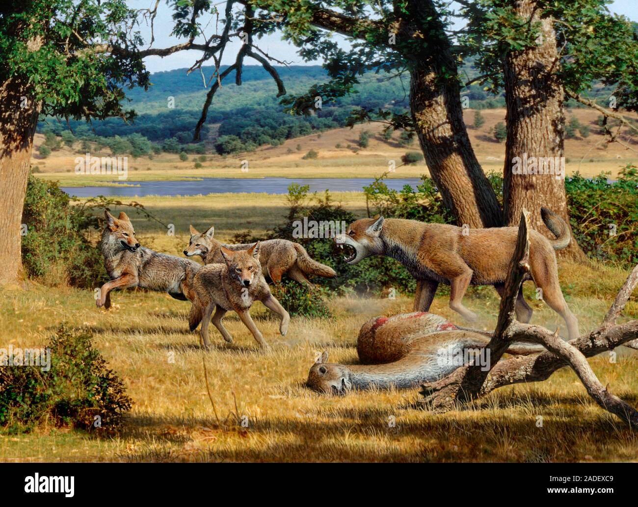 Prehistoric canines. Computer illustration of a pack of prehistoric ...