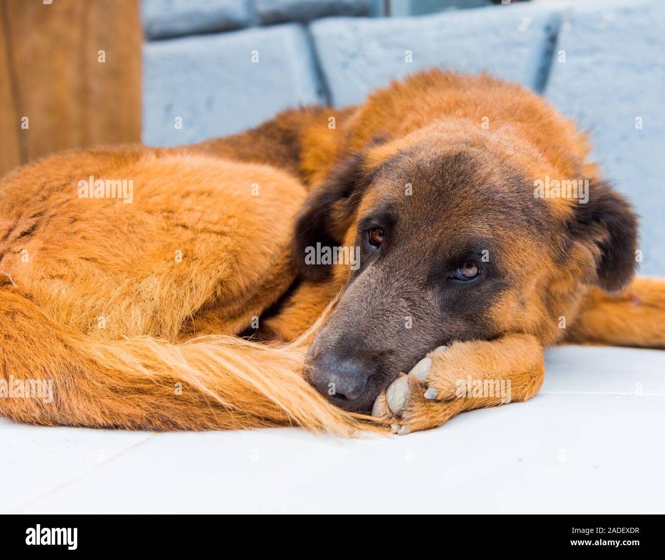 Machu picchu portrait hi-res stock photography and images - Alamy
