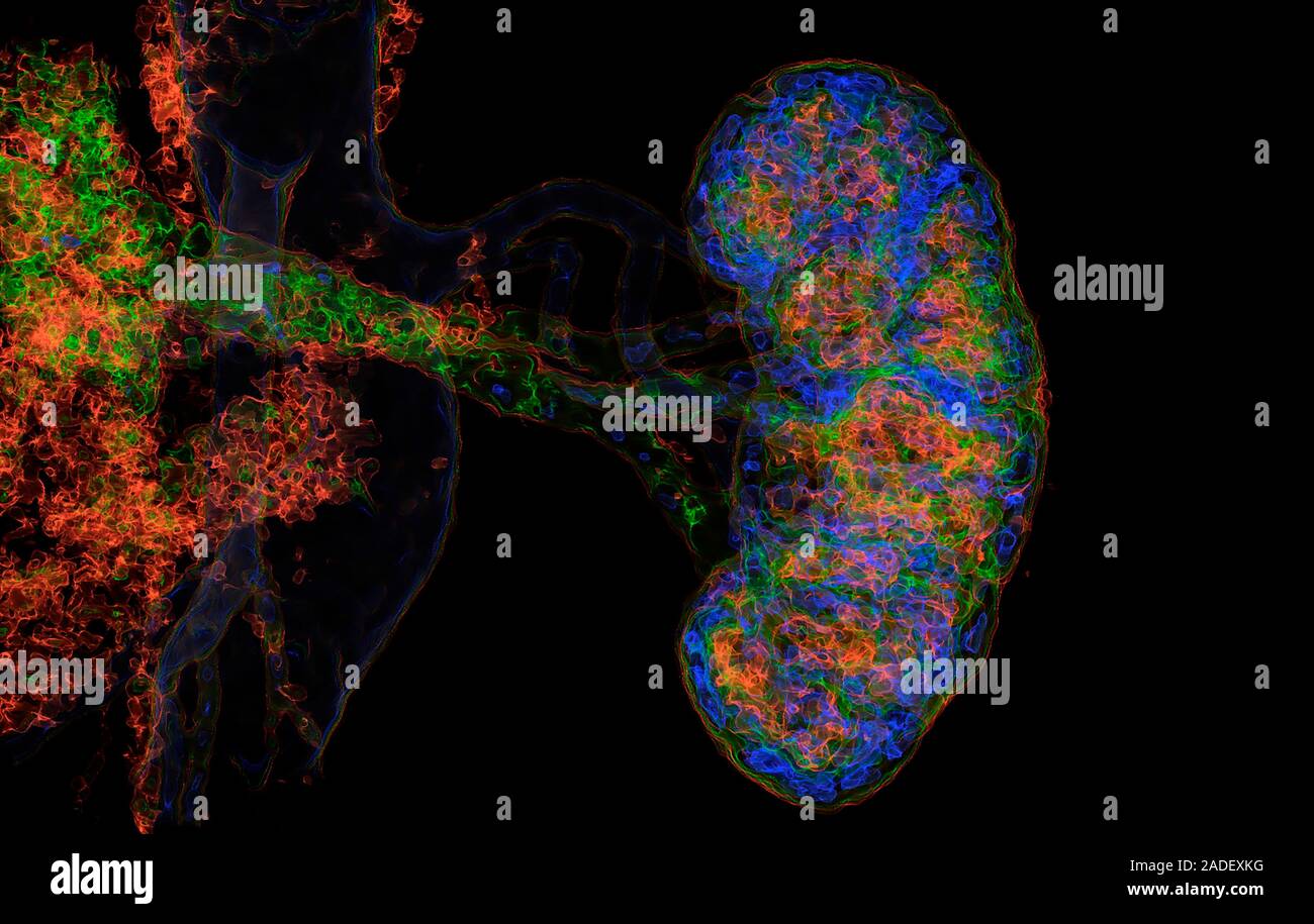 Kidney. Coloured 3D computed tomography (CT) scan of a normal human ...