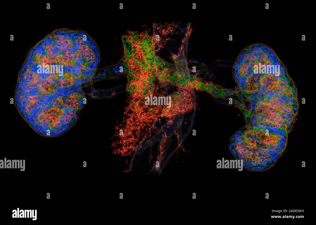 Kidneys. Coloured 3D computed tomography (CT) scan of normal human ...