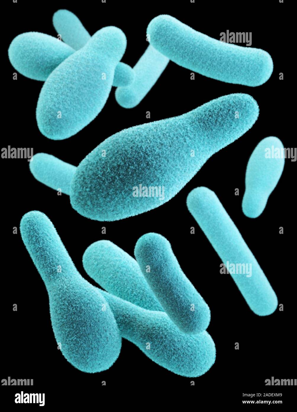 Clostridium sp. bacteria, 3D computer illustration based on scanning ...