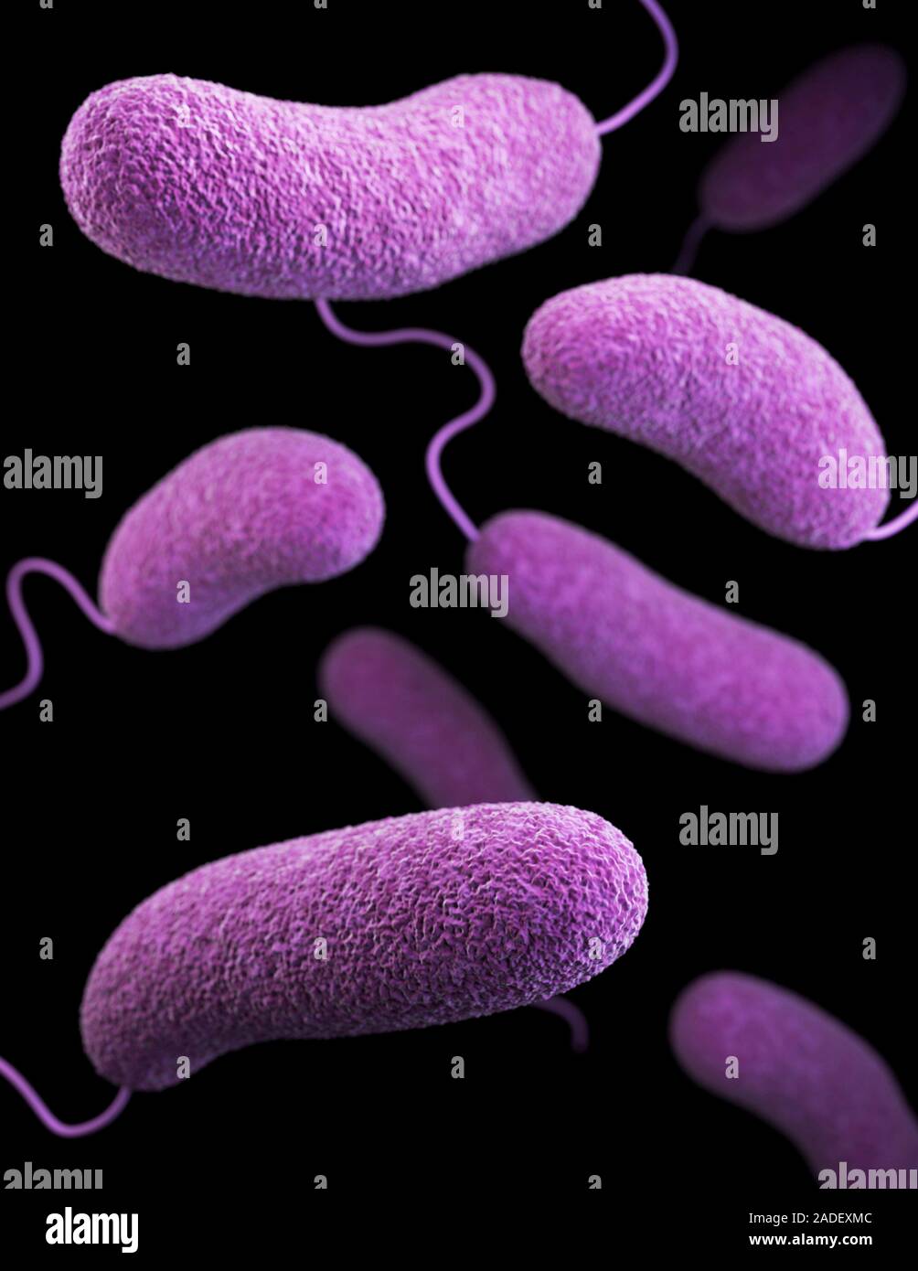 Vibrio Parahaemolyticus Skin Infection