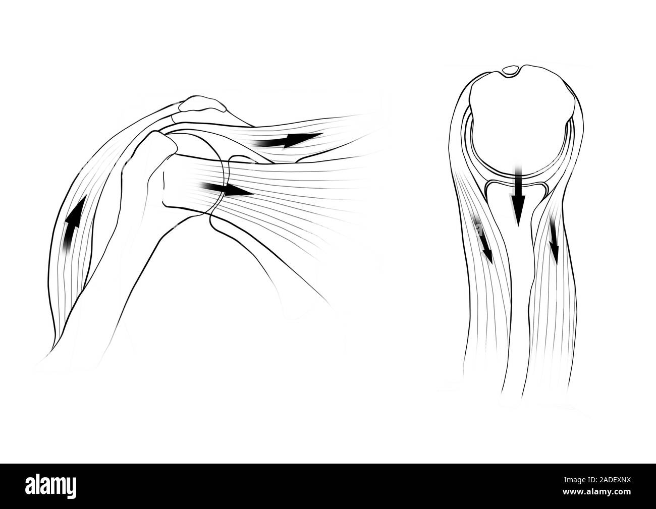 Shoulder joint biomechanics. Illustration of the directions (arrows) in ...