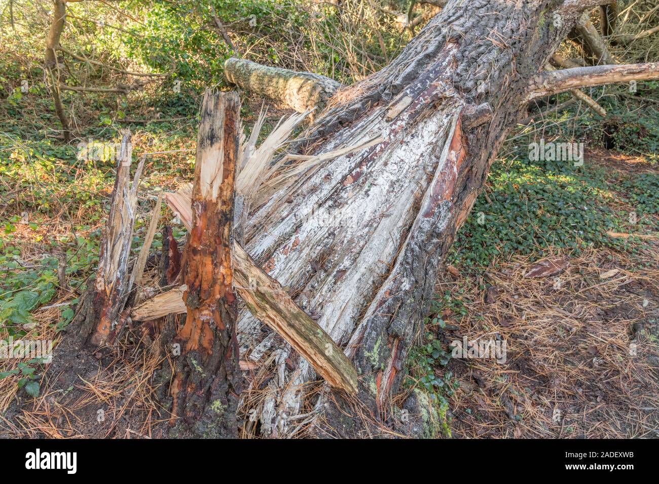 Natural pine resin on split trunk of storm damaged Monterey Pine ...