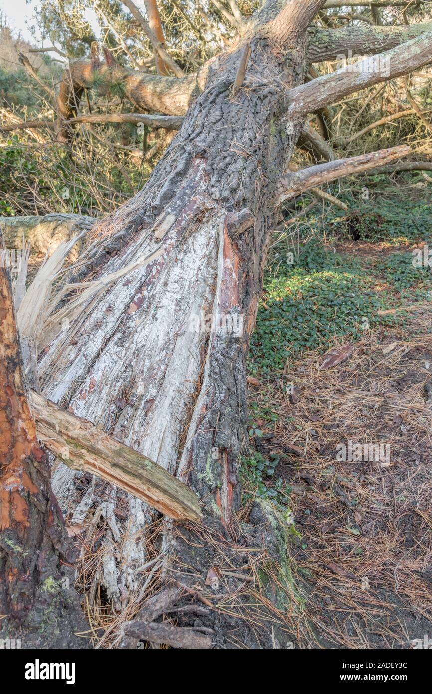 Wind damaged pine tree trunk hi-res stock photography and images - Alamy