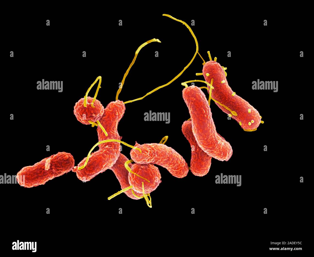 Helicobacter pylori bacteria, coloured scanning electron micrograph ...