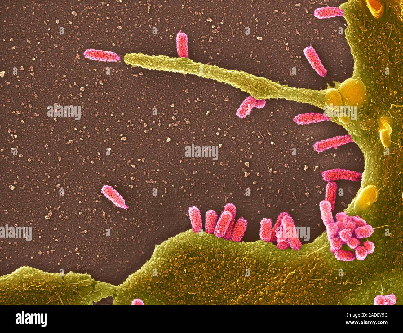 Coloured scanning electron micrograph (SEM) of H1N1 influenza (flu ...