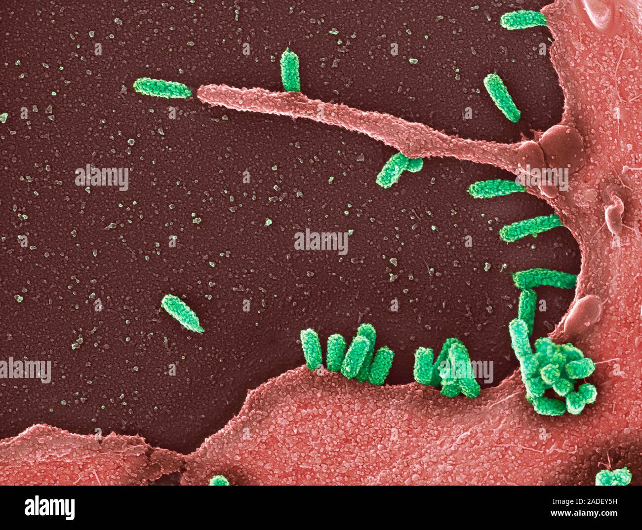Coloured scanning electron micrograph (SEM) of H1N1 influenza (flu ...