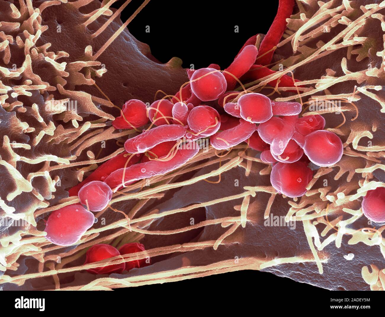 Helicobacter pylori bacteria (red), coloured scanning electron ...