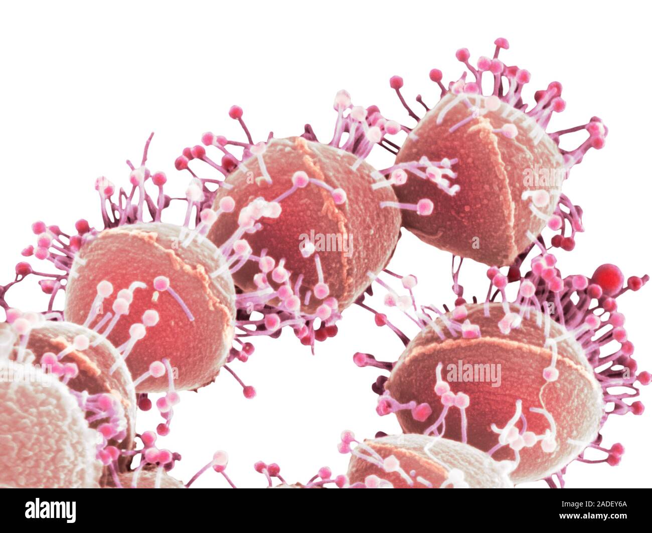 Bacteriophages attacking Streptococcus bacteria. Coloured scanning electron micrograph (SEM) of ...