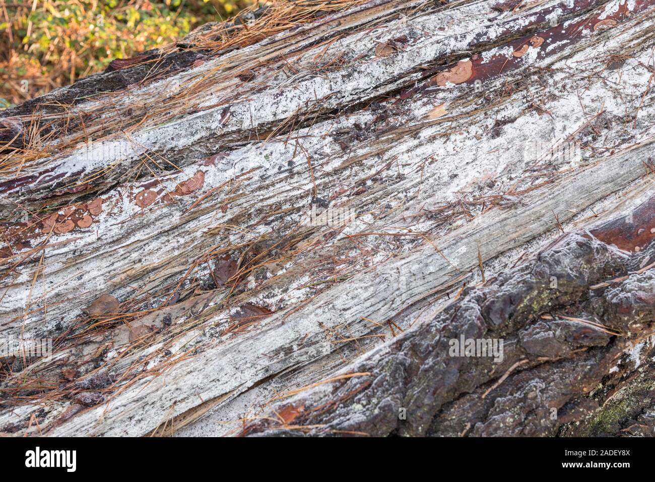 Natural pine resin on split trunk of storm damaged Monterey Pine ...