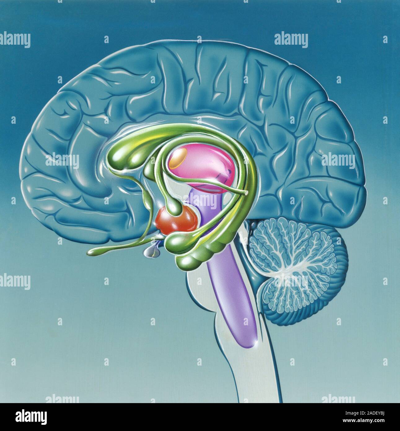 Brain Sagittal Anatomy How To Draw Sagittal Section Of Human Brain