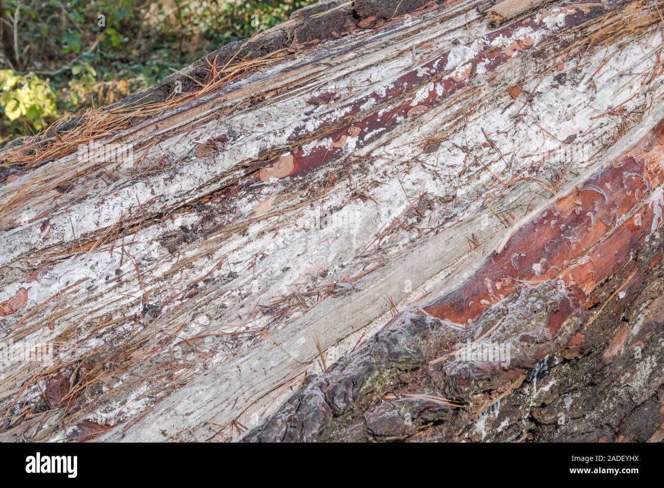 Natural pine resin on split trunk of storm damaged Monterey Pine ...